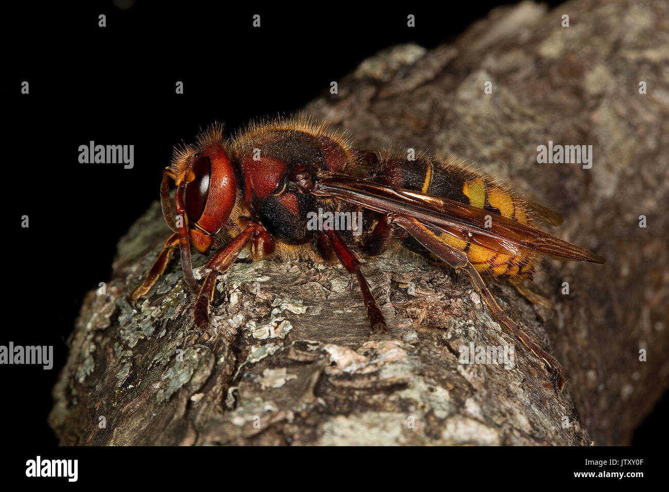 Vespa Crabo High Resolution Stock Photography and Images - Alamy