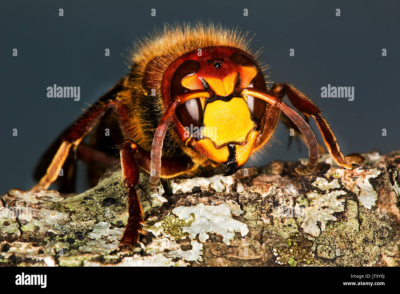Vespa Crabo High Resolution Stock Photography and Images - Alamy