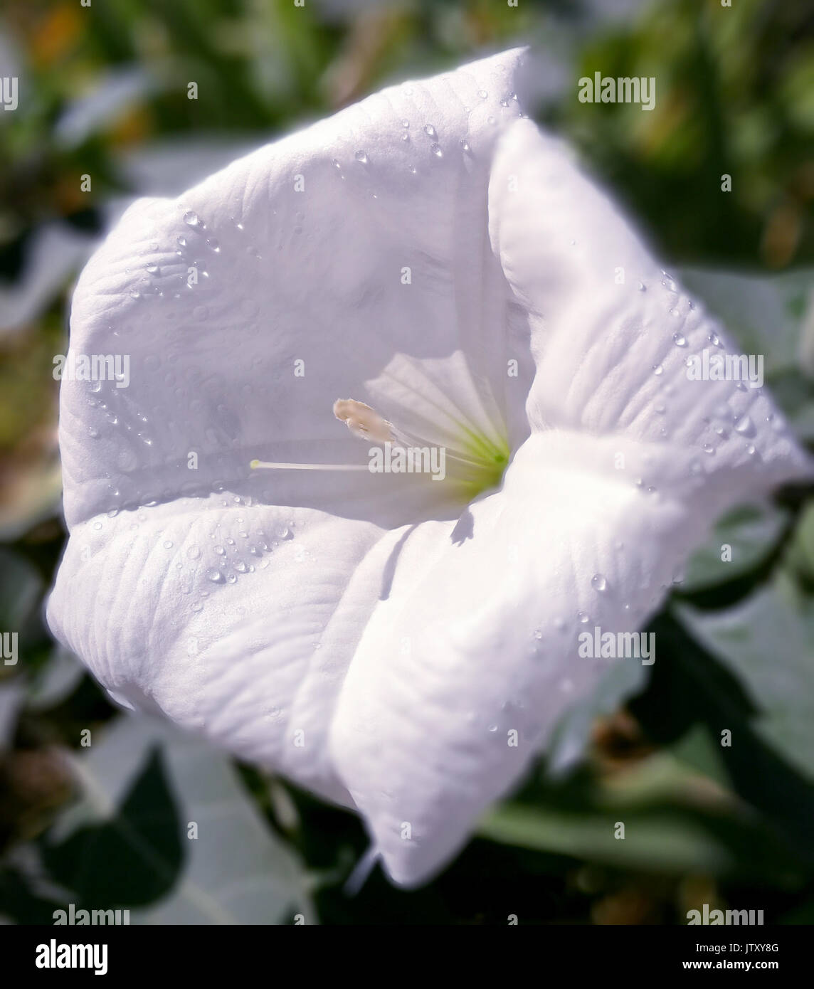 Datura hybrid hi-res stock photography and images - Alamy