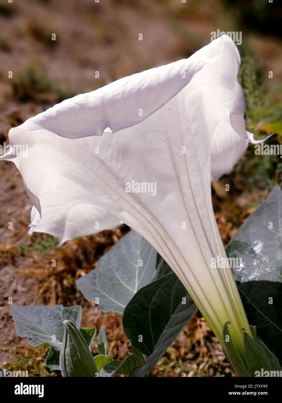 Stramonium white open flower Stock Photo - Alamy