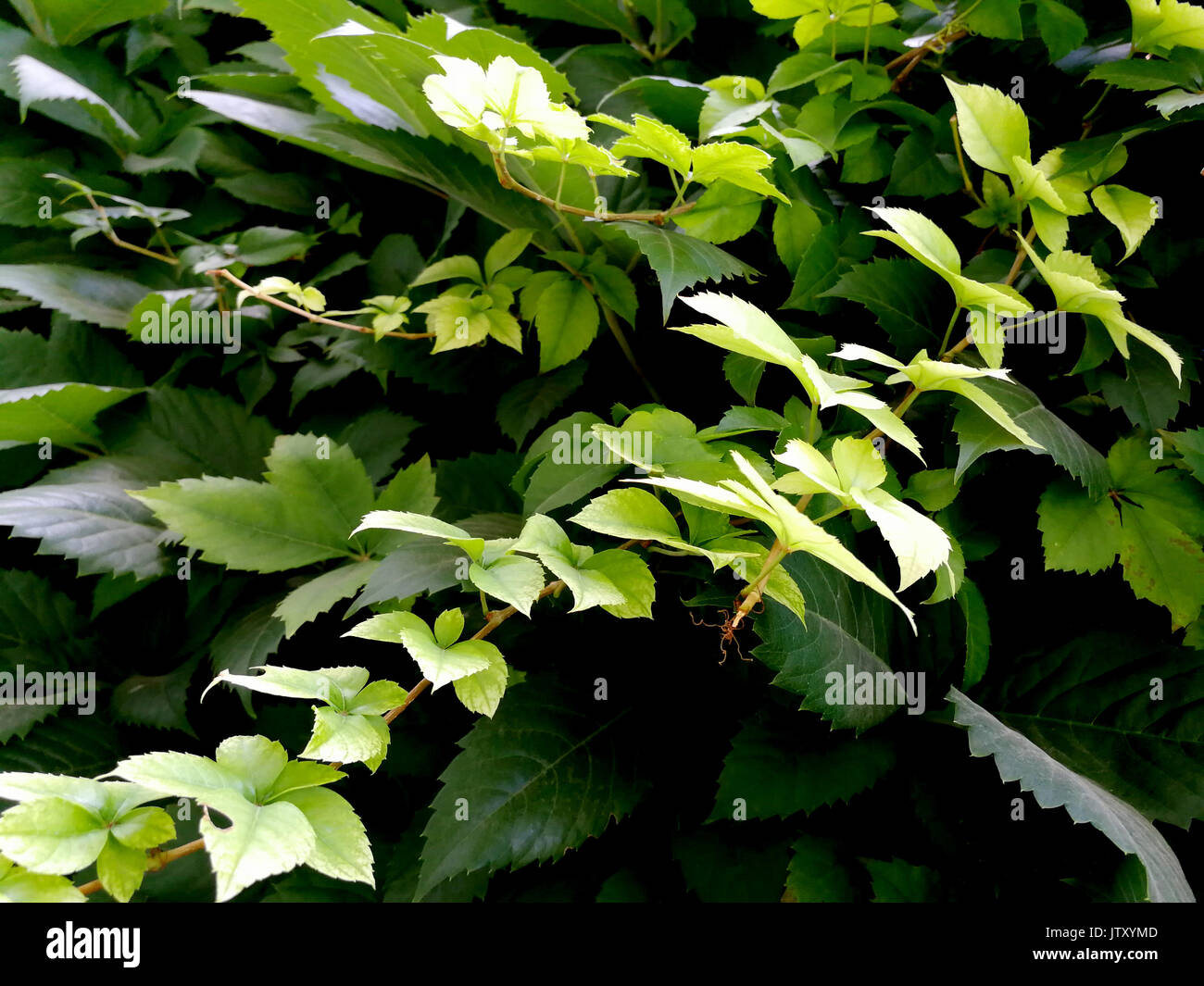 Lush greenery forms hi-res stock photography and images - Alamy