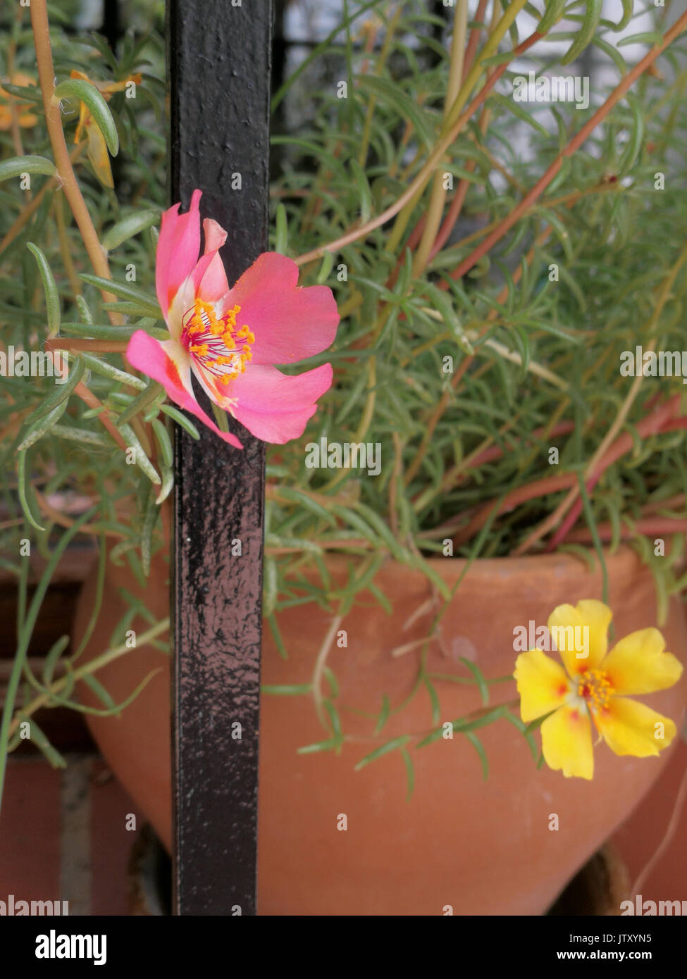 Portulaca flowers on pot in the window Stock Photo - Alamy