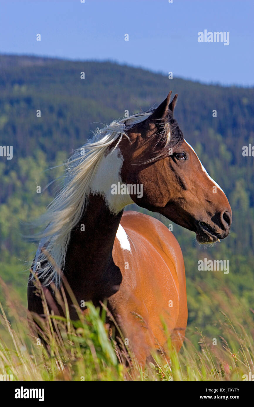 Pinto Arabian Horse Gelding standing in subalpine meadow, portrait ...