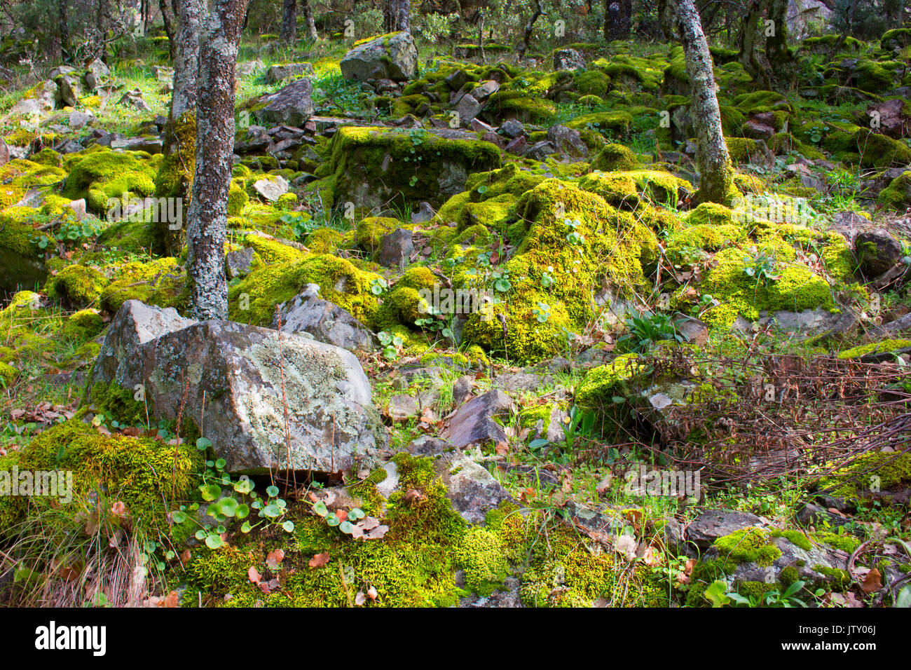 Moss And Stone Texture High Resolution Stock Photography and Images - Alamy