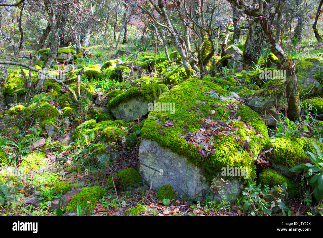 Moss. Green moss, plants and stones. Beautiful forest Stock Photo - Alamy