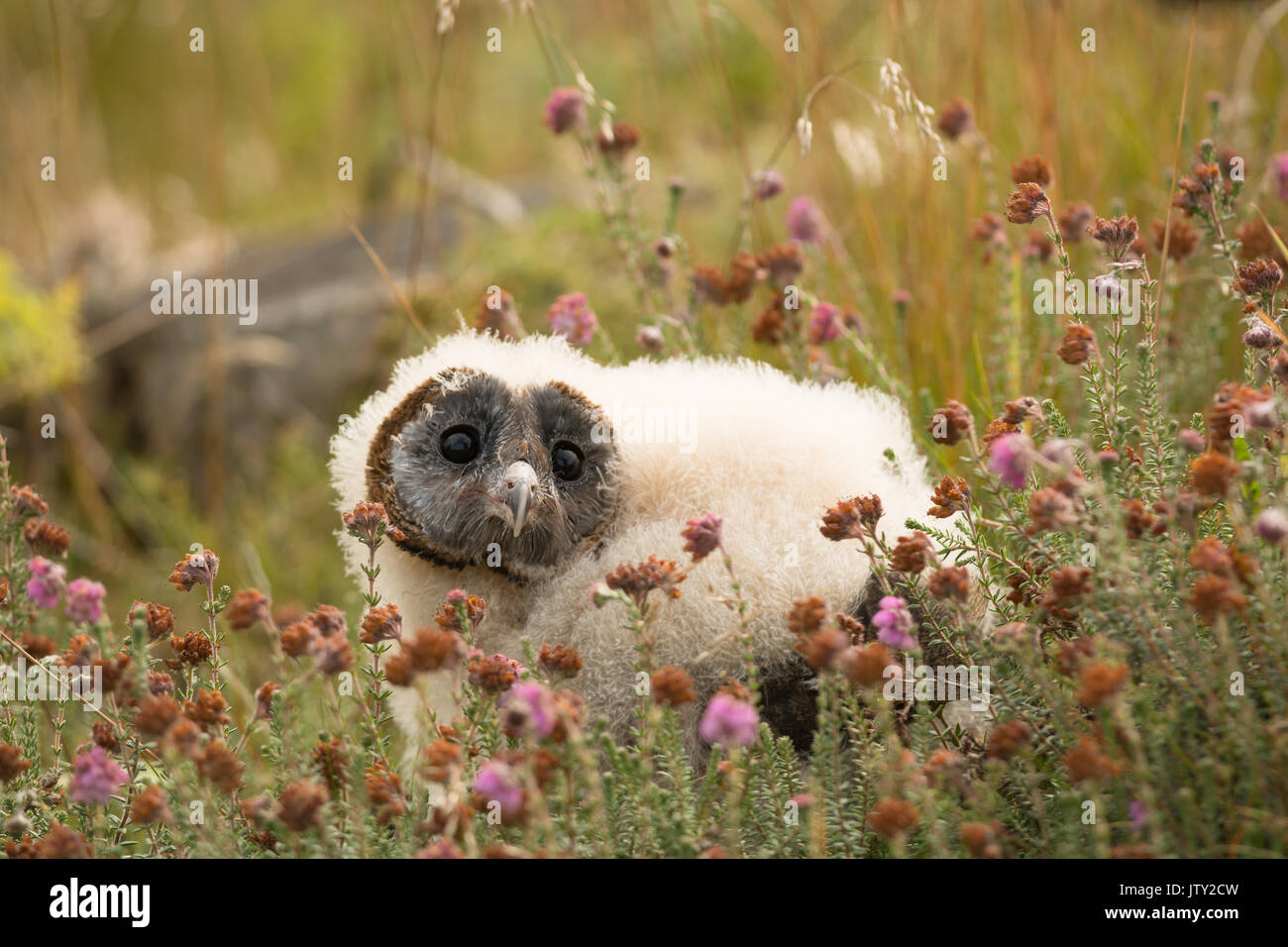 Ashy faced owl hi-res stock photography and images - Alamy