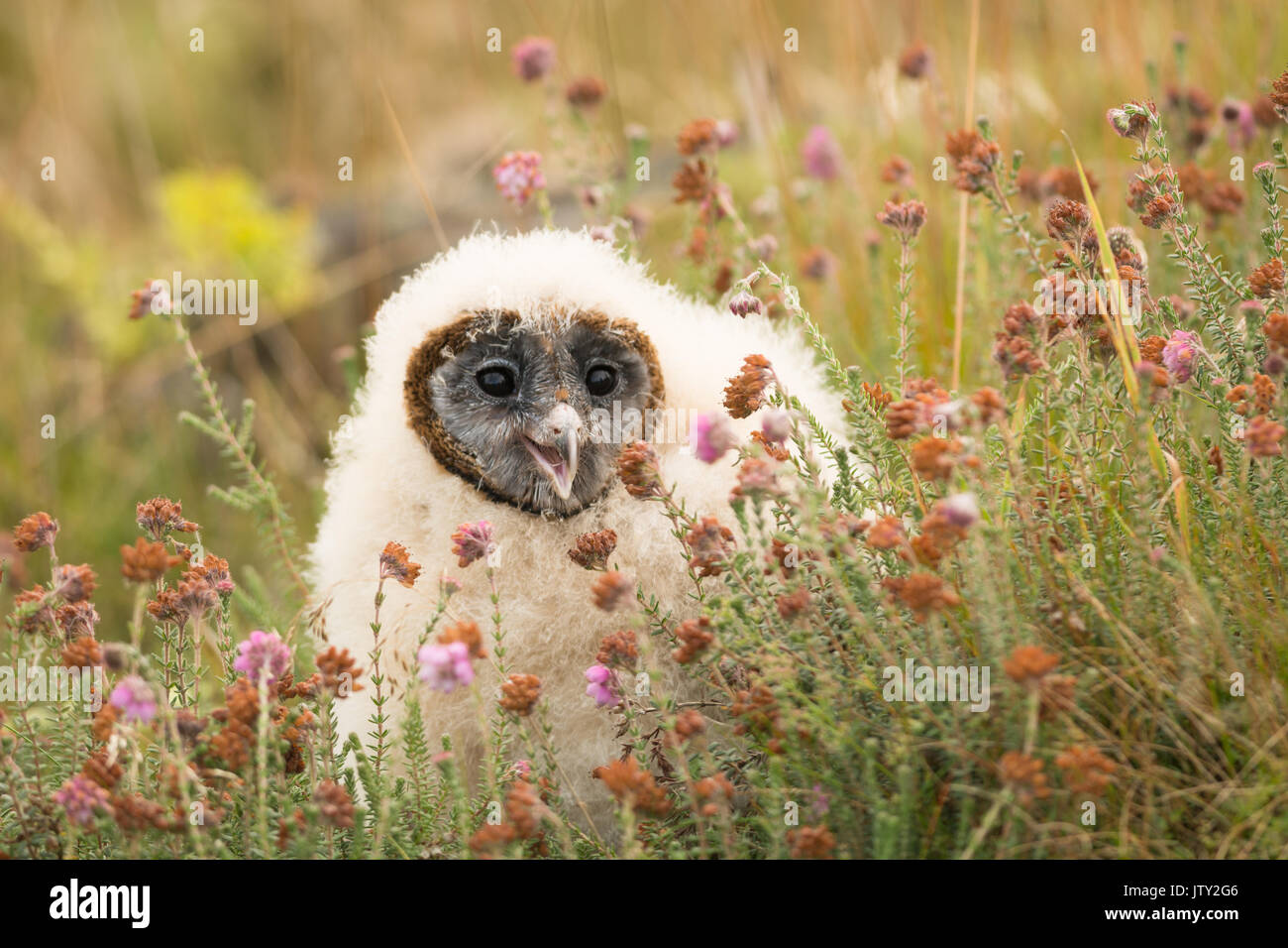 Ashy faced owl hi-res stock photography and images - Alamy