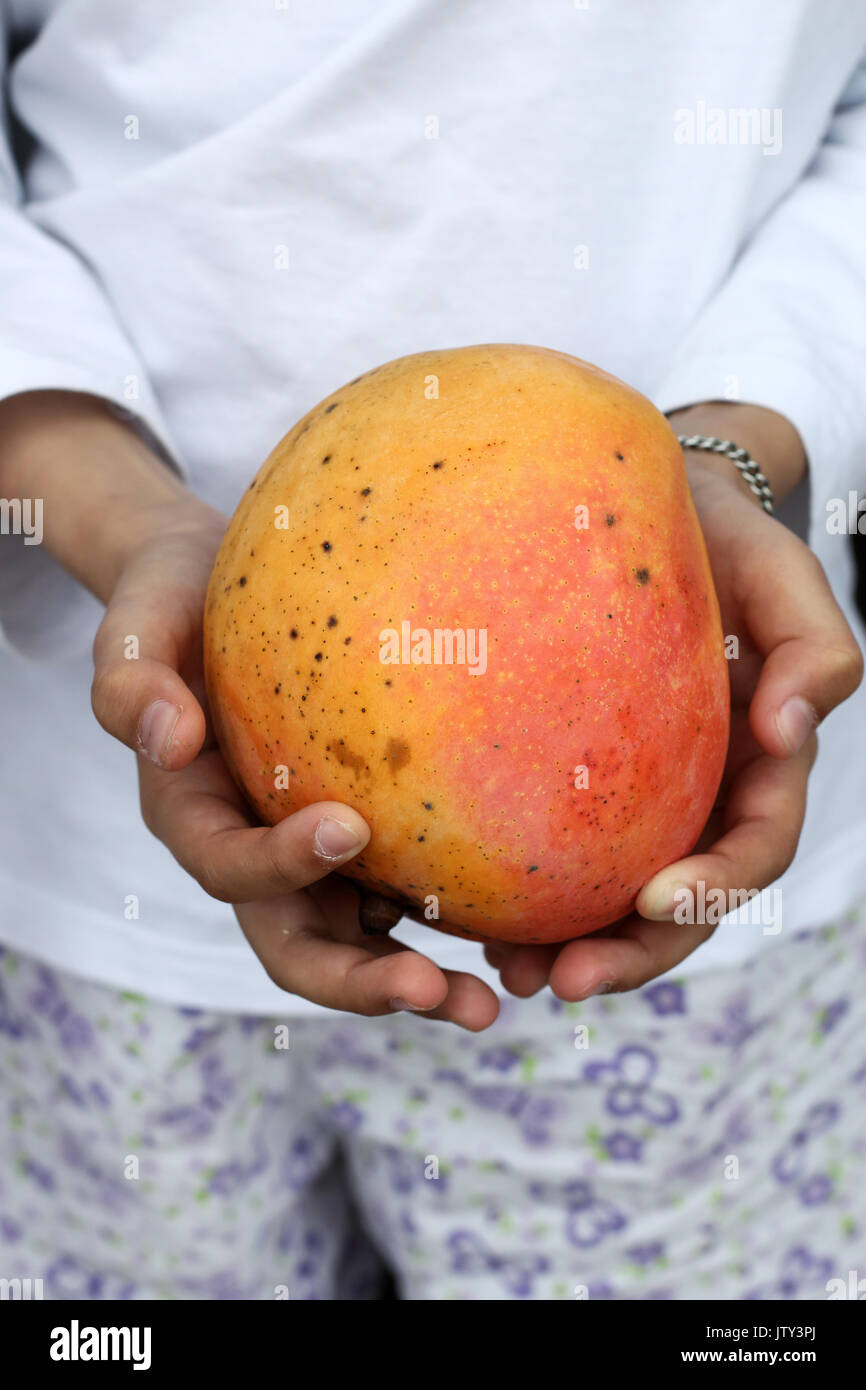 Hand holding mango hi-res stock photography and images - Alamy