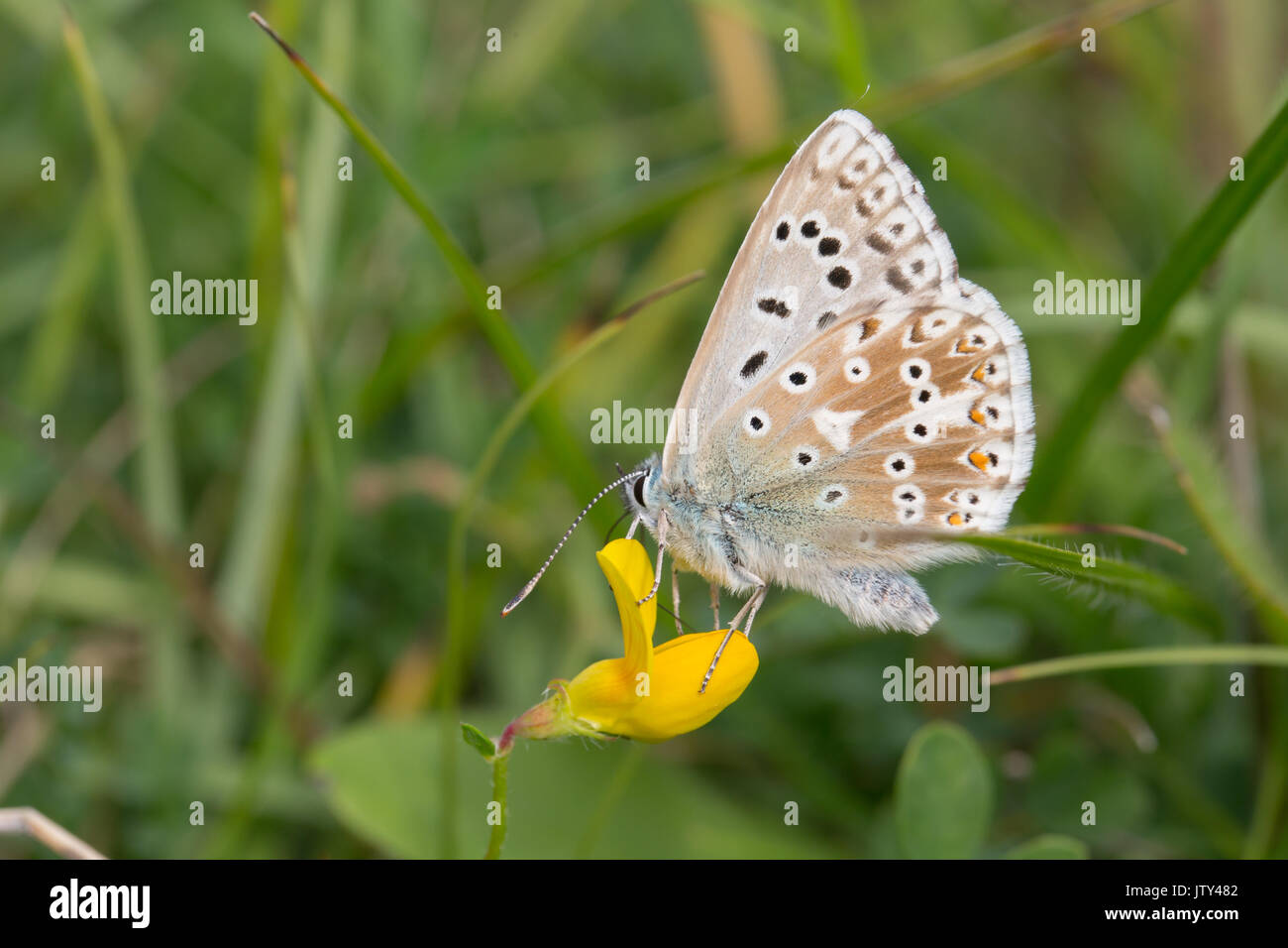 Chalkhill blue butterflies uk hi-res stock photography and images - Alamy