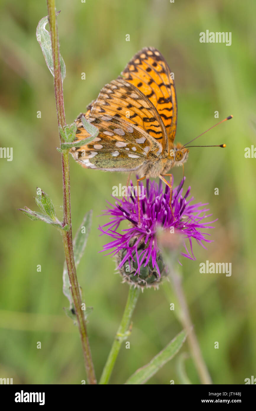 Dark Green Fritillary Stock Photo - Alamy