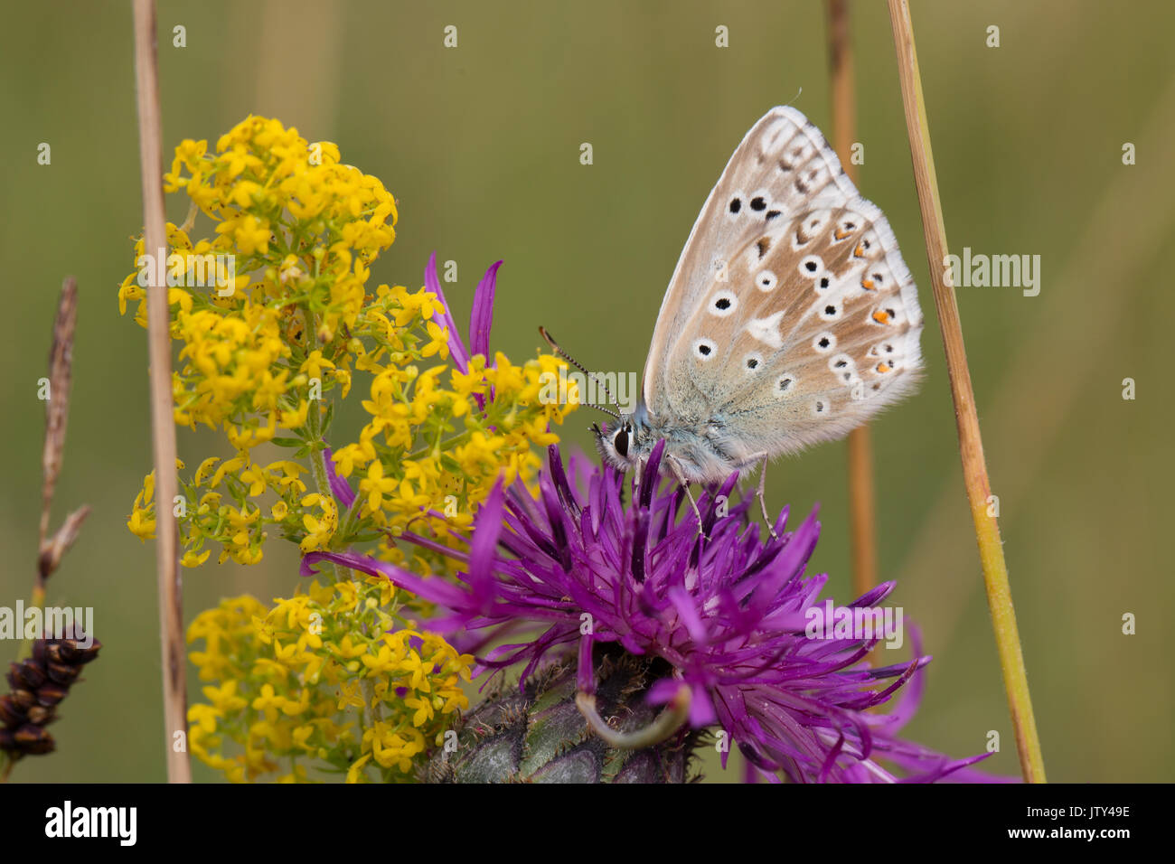Chalkhill blue butterflies uk hi-res stock photography and images - Alamy