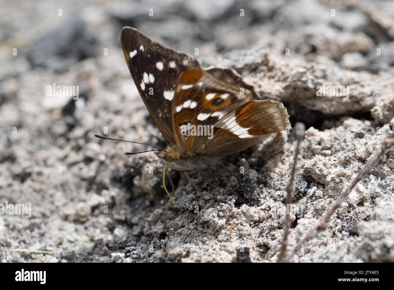 Purple emporer hi-res stock photography and images - Alamy