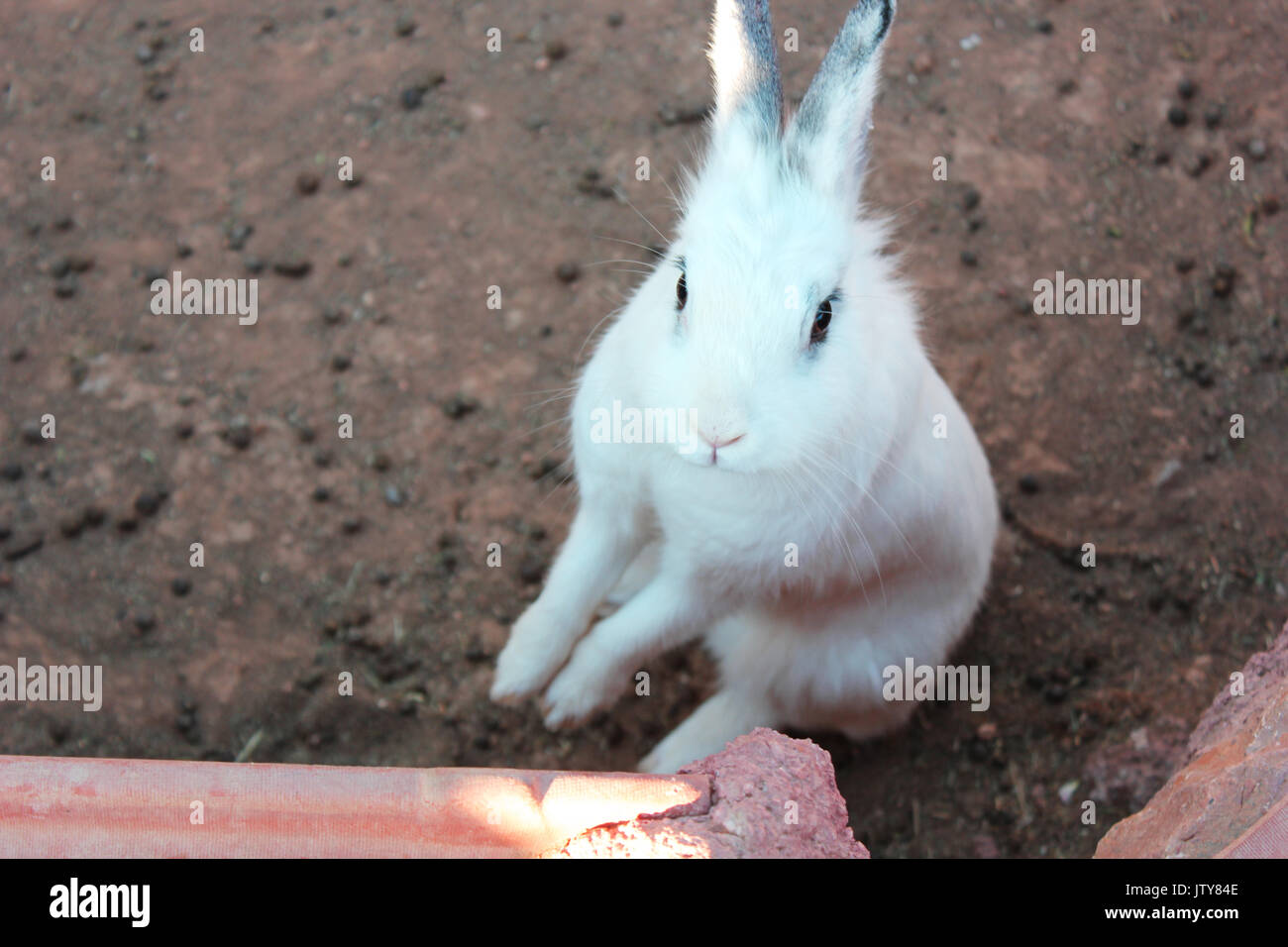 Bunny tooth hi-res stock photography and images - Alamy