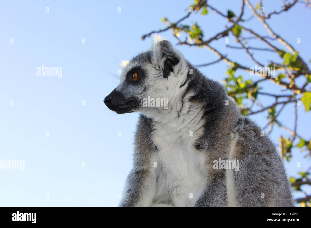 Lemur looks motionless at the zoo Stock Photo - Alamy