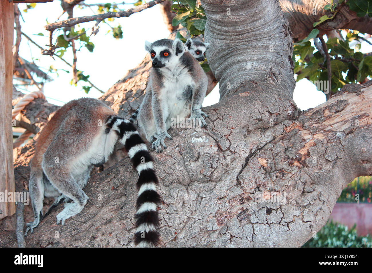 Lemurs in a tree at the zoo Stock Photo - Alamy