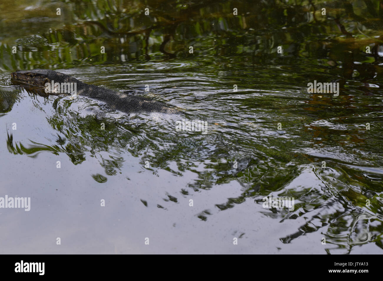 Southeast asian water monitor lizard hi-res stock photography and ...