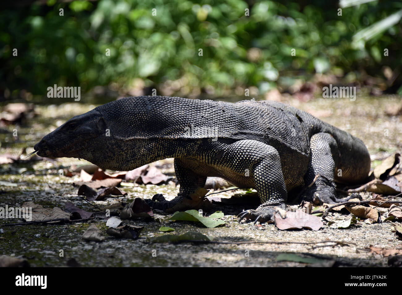 Asian Water Monitor Stock Photo - Alamy