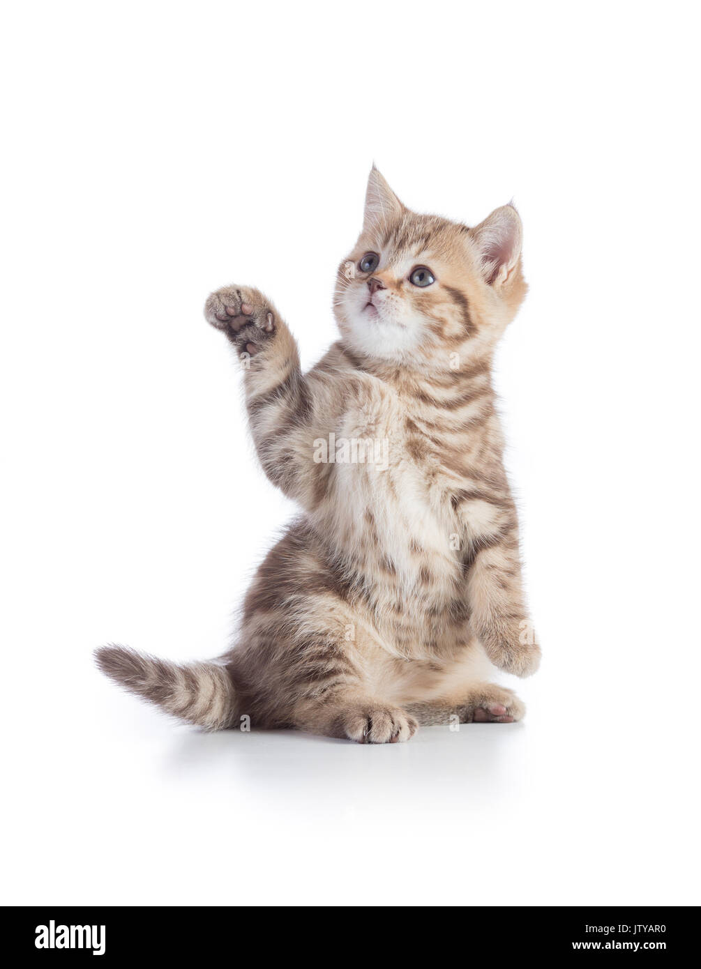 Kitten or cat standing with pointing paw isolated on white Stock Photo ...