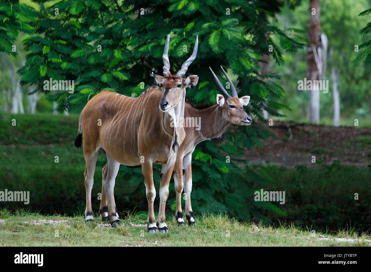 Female oryx hi-res stock photography and images - Alamy