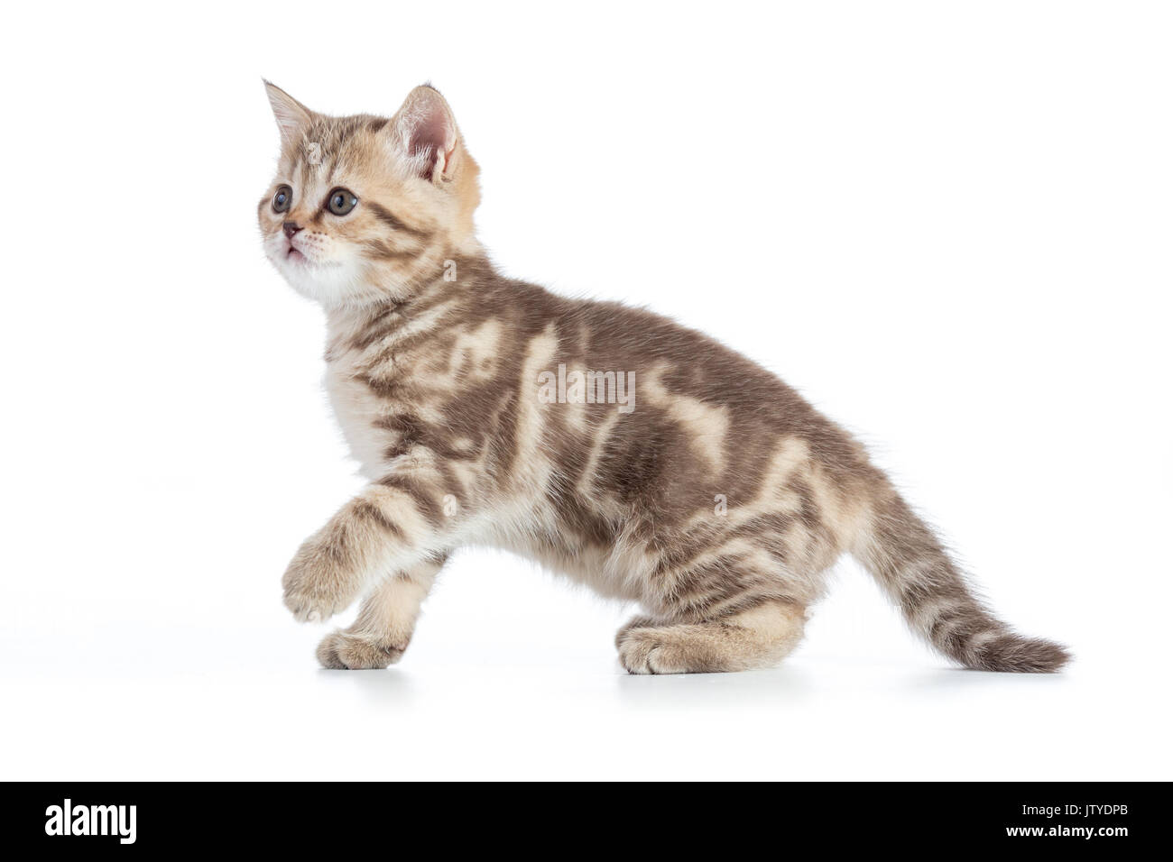 Young kitten side view. Walking tabby kitten isolated Stock Photo - Alamy
