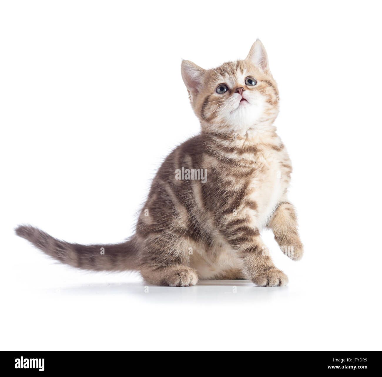 young cat looking up isolated Stock Photo - Alamy