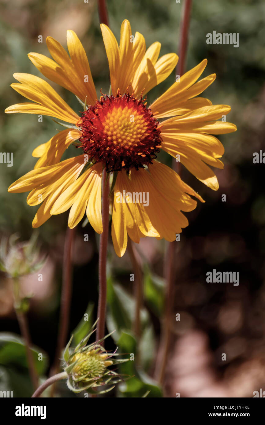 Gaillardia Pulchella High Resolution Stock Photography and Images - Alamy