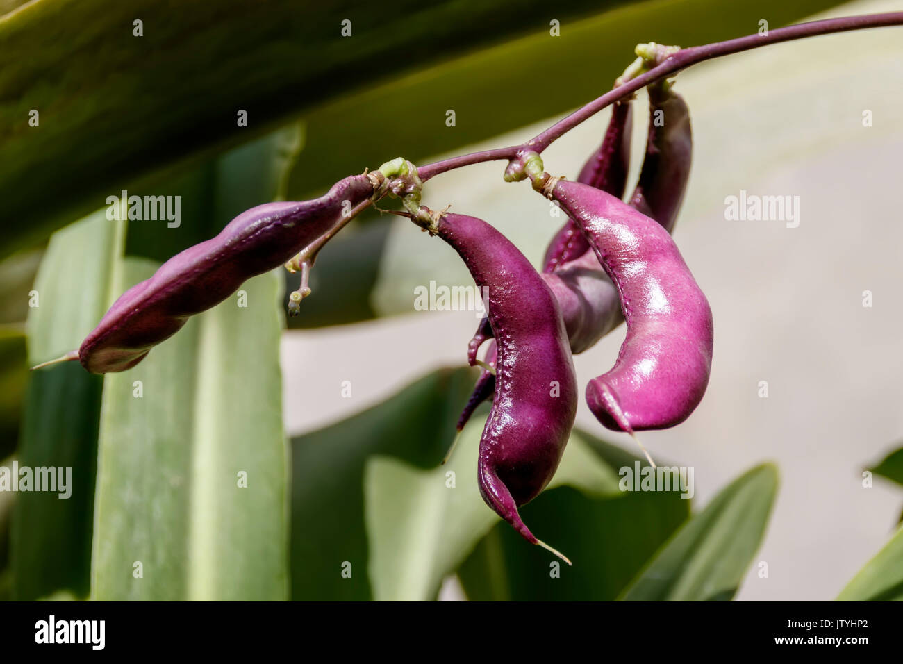 Violet beans hi-res stock photography and images - Alamy