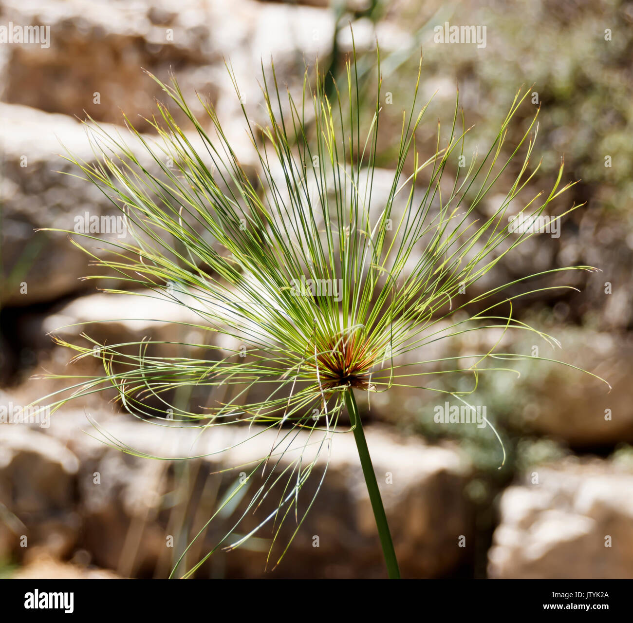 Papyrus aquatic plant hi-res stock photography and images - Alamy