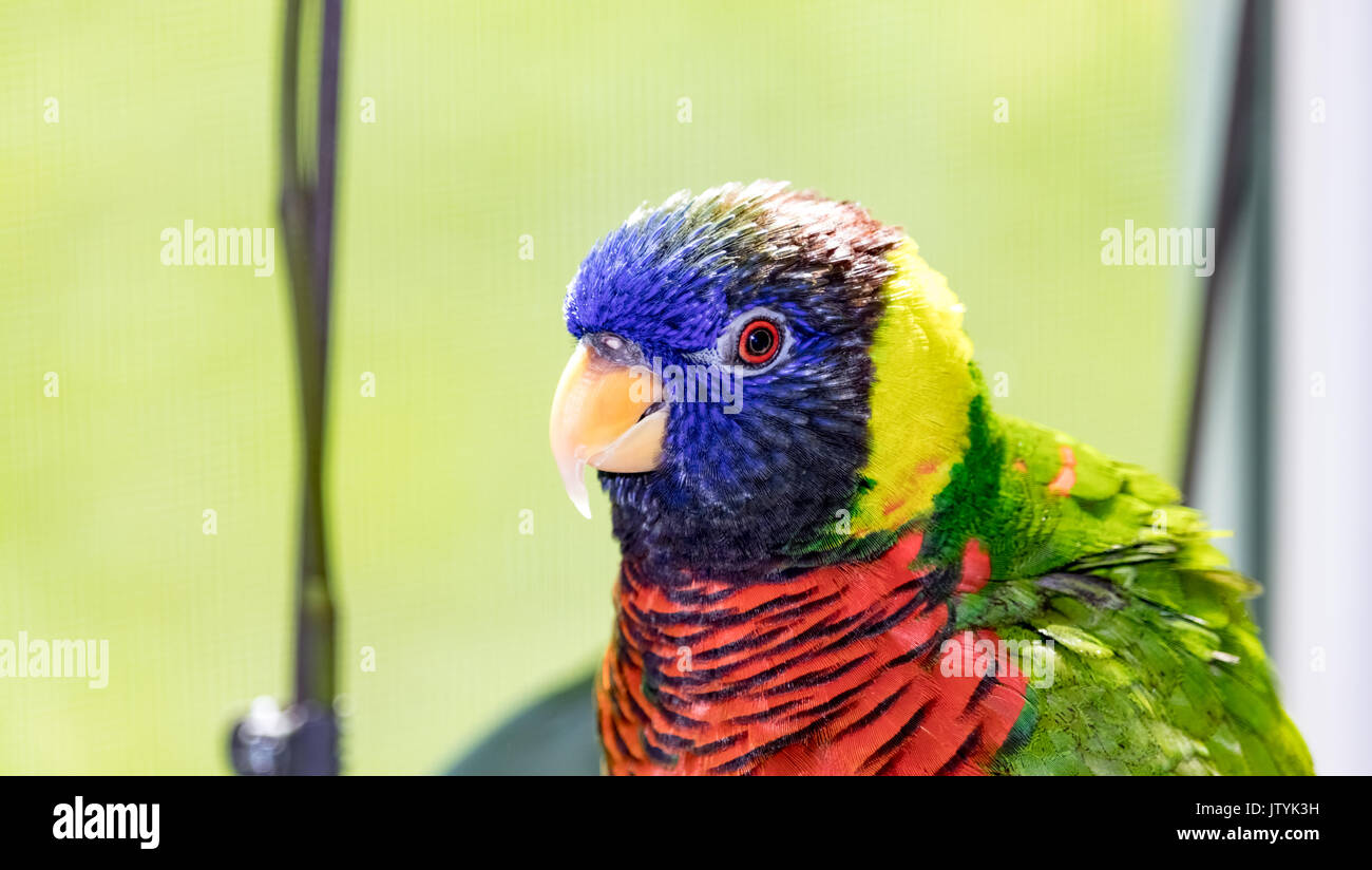 Trichoglossus moluccanus australia hi-res stock photography and images ...