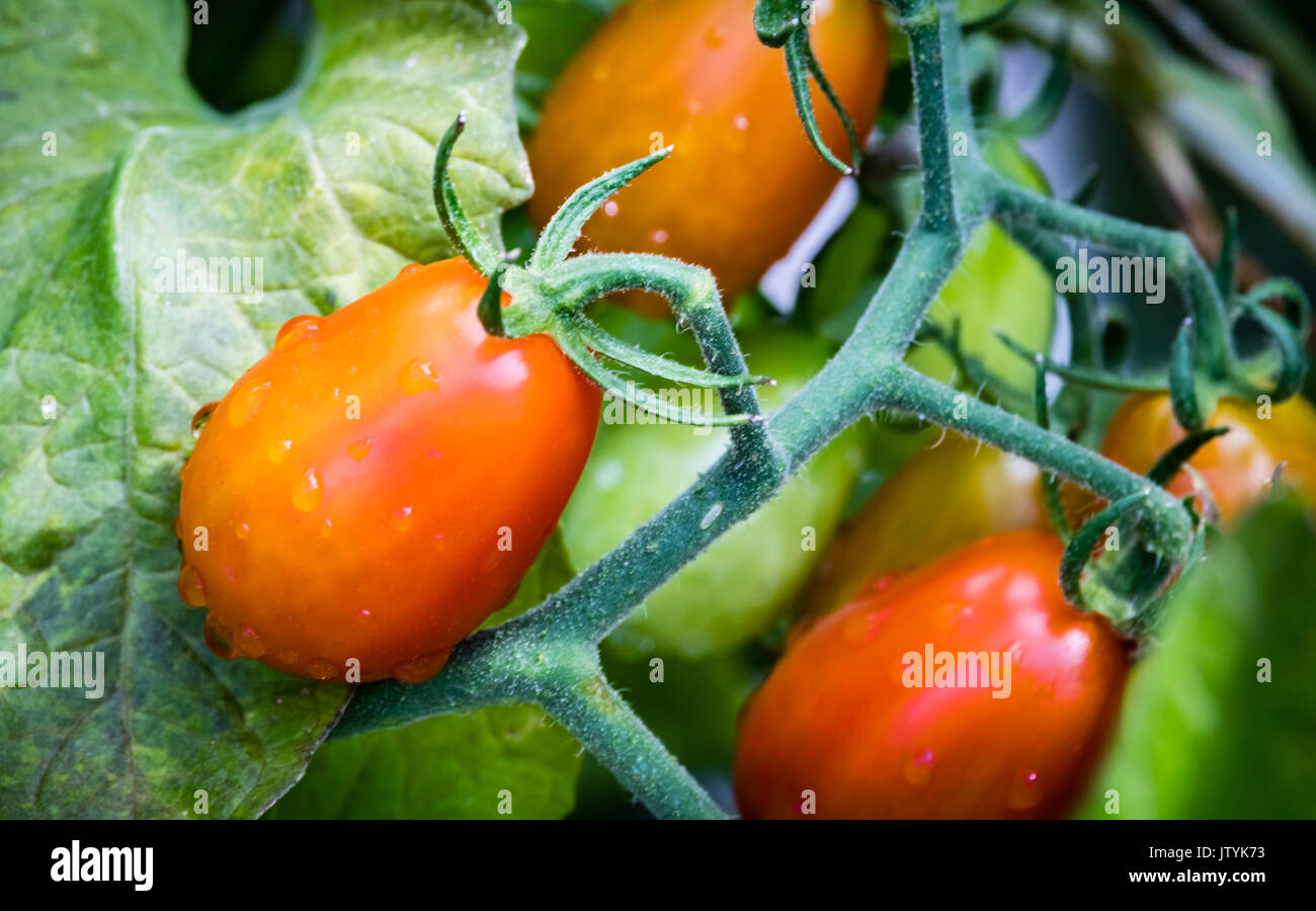 Grape fresh close up hi-res stock photography and images - Alamy