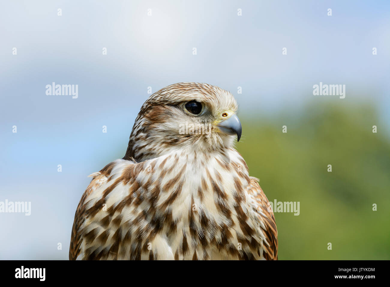 Saker falcon wild hi-res stock photography and images - Alamy