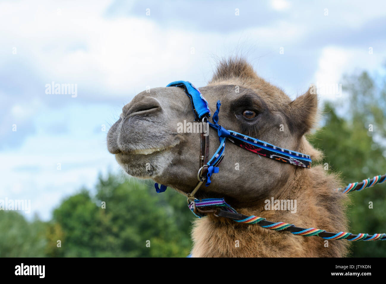 Close up portrait of a Bactrian Camel (Camelus bactrianus) wearing a ...