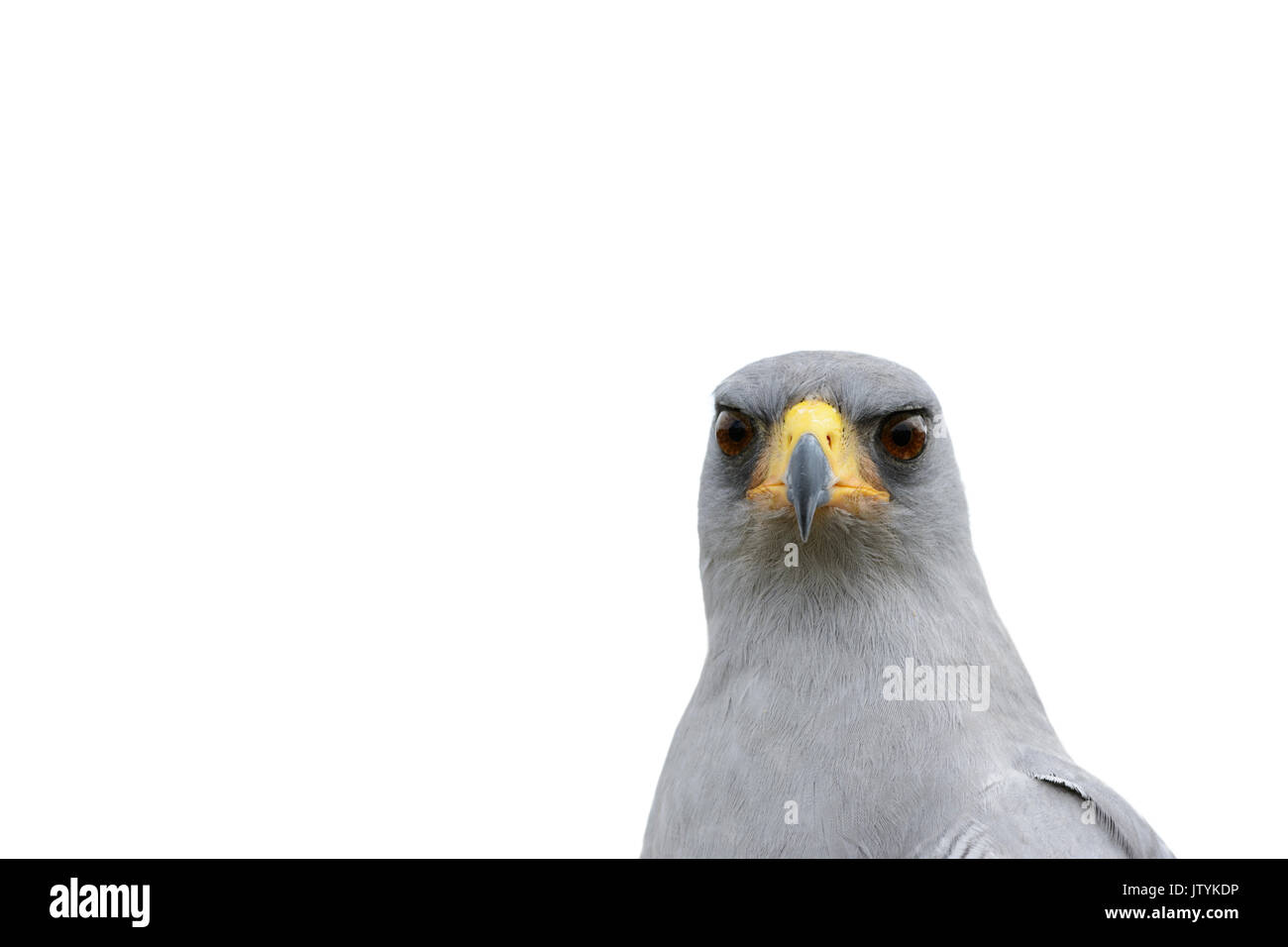 Close up portrait of an Eastern (pale) chanting goshawk (Melierax ...