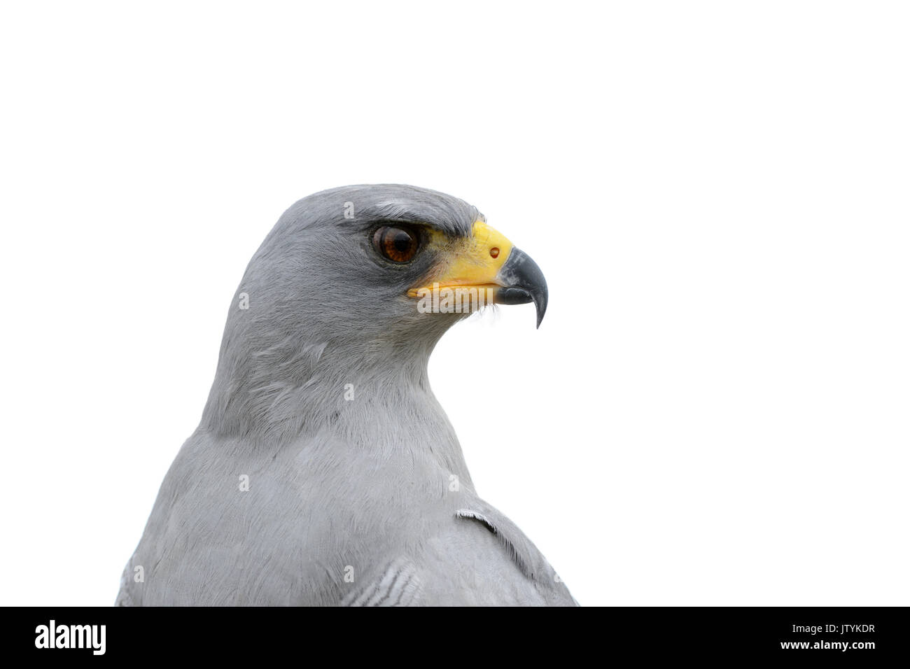 Close up portrait of an Eastern (pale) chanting goshawk (Melierax ...