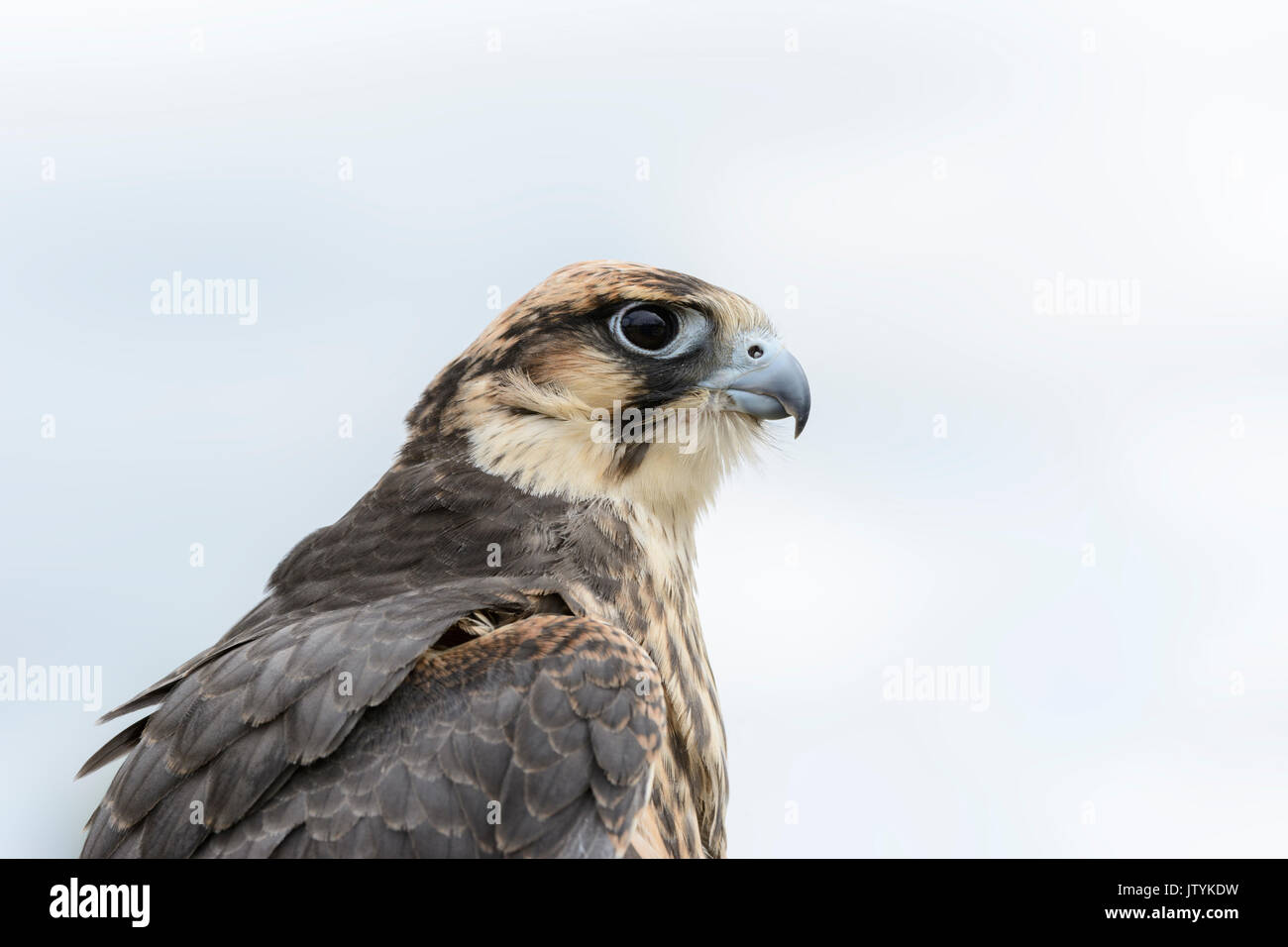 Lanner falcons birds of prey hi-res stock photography and images - Alamy