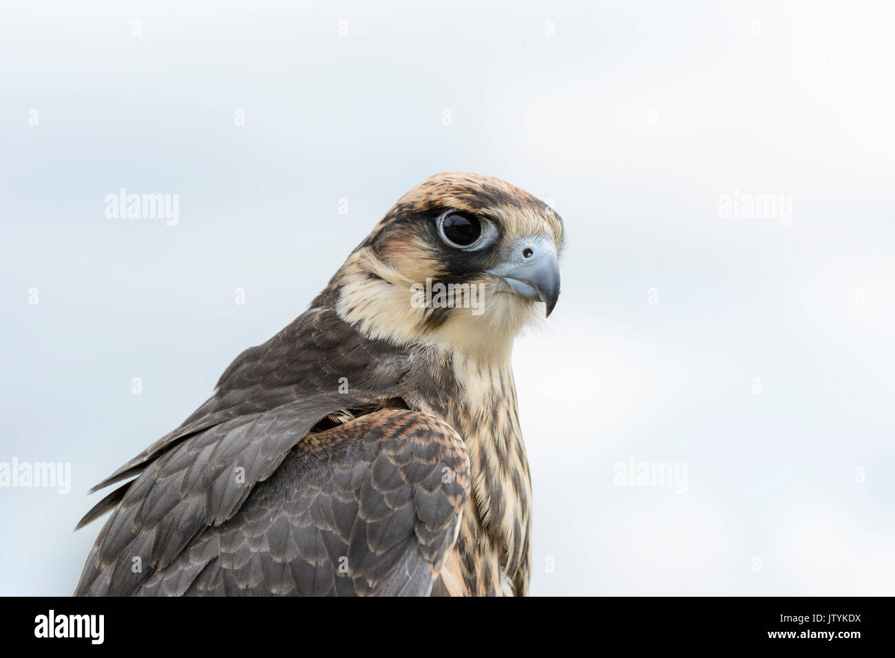 Lanner falcons birds of prey hi-res stock photography and images - Alamy