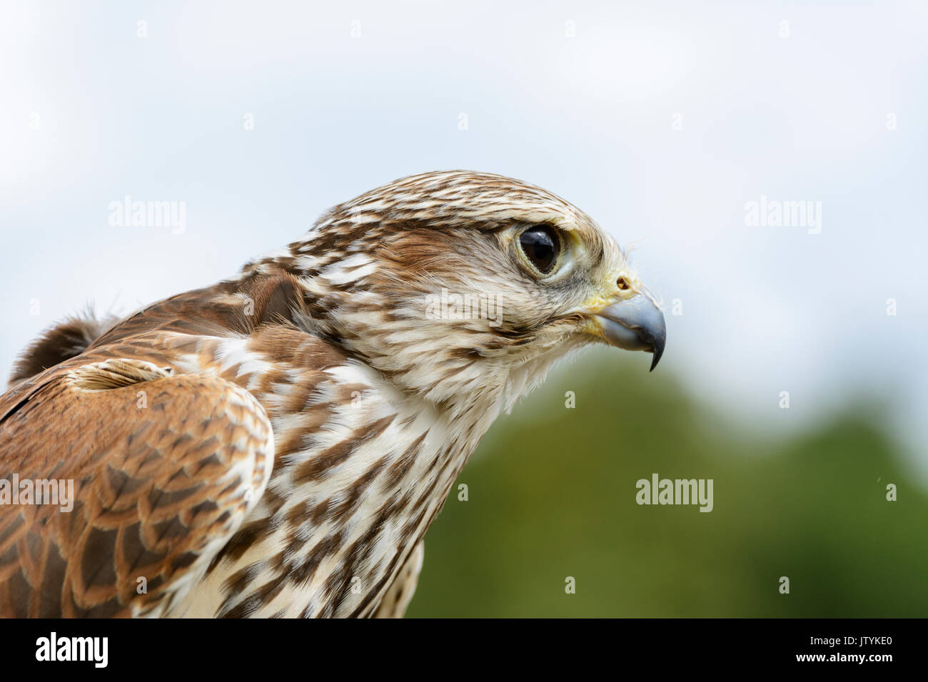 Saker Falcons Stock Photos & Saker Falcons Stock Images - Alamy