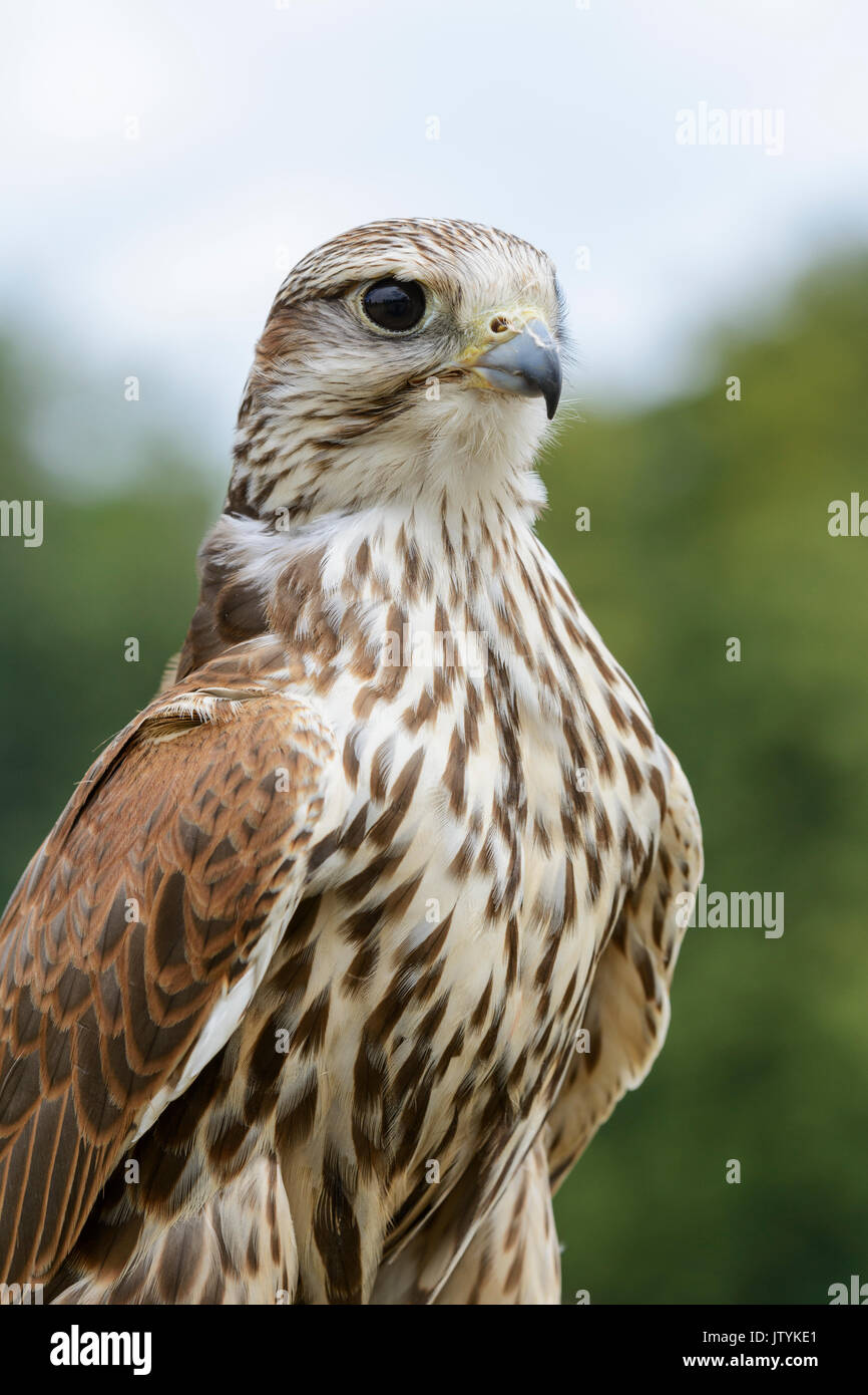Saker Falcons Stock Photos & Saker Falcons Stock Images - Alamy