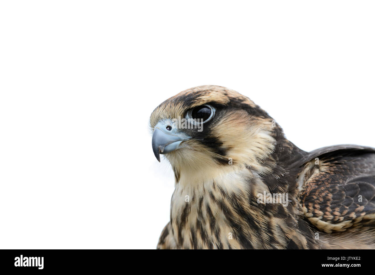 Lanner falcons birds of prey hi-res stock photography and images - Alamy