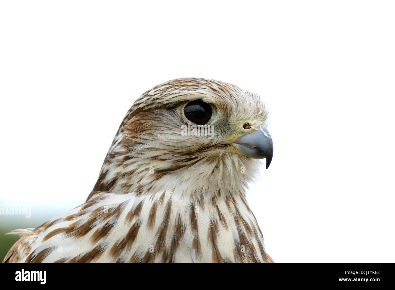 Saker Falcons Stock Photos & Saker Falcons Stock Images - Alamy