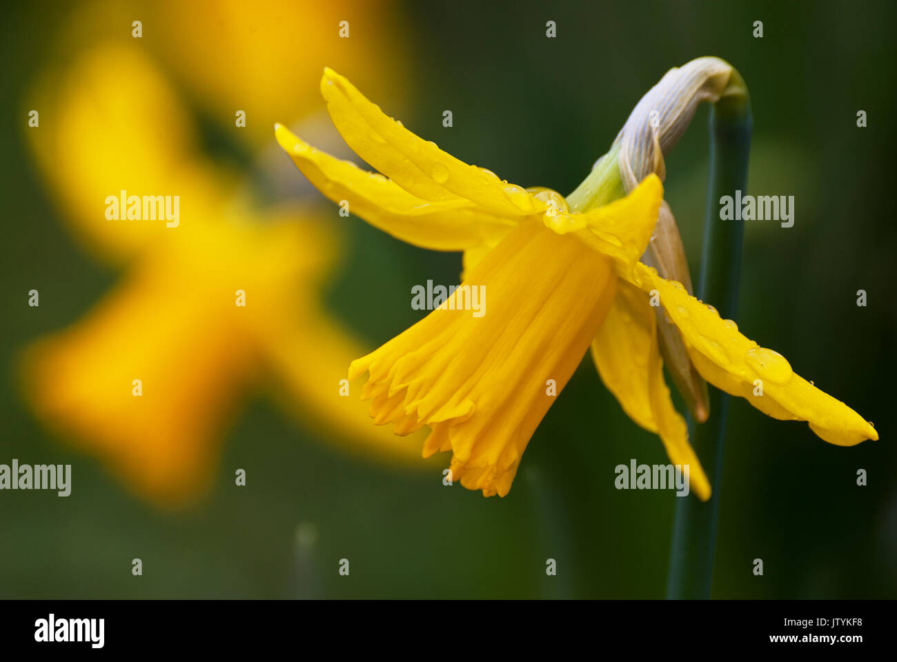 Side profile of daffodil hi-res stock photography and images - Alamy