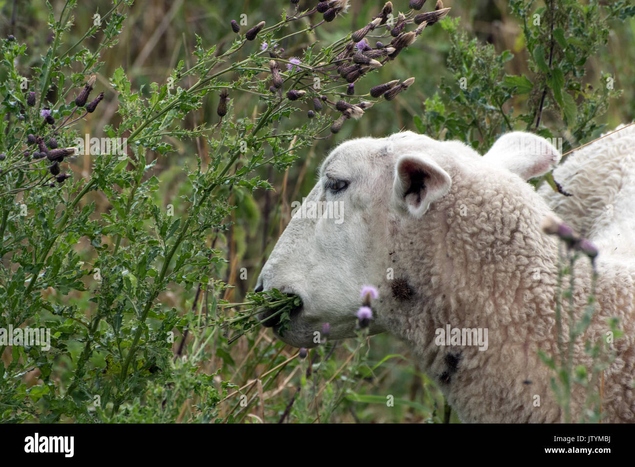 Conservation grazing. A sheep getting a good mouthful to chew on Stock ...