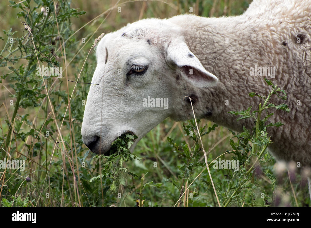 Conservation grazing. A sheep with a mouth full of thistles Stock Photo ...
