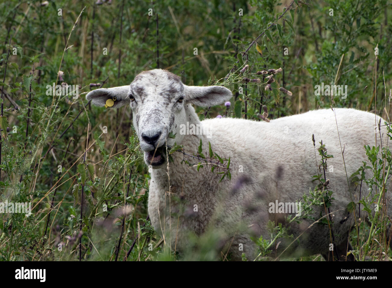 Conservation grazing. A sheep eating stinging nettles Stock Photo - Alamy