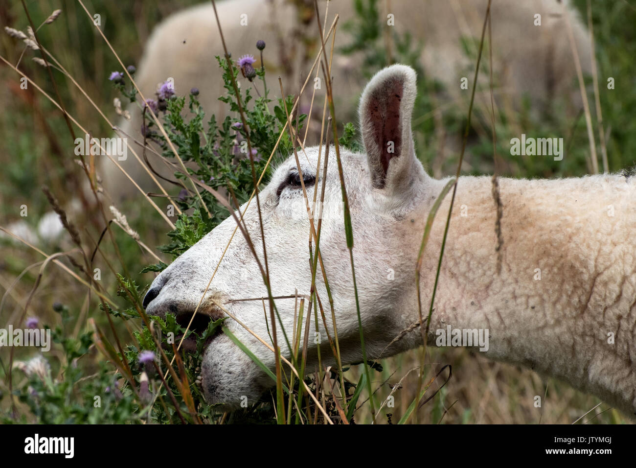 Sheep farmimg hi-res stock photography and images - Alamy