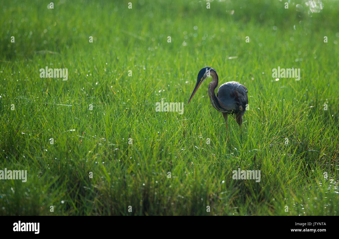 Purple Heron in a green paddy field Stock Photo - Alamy
