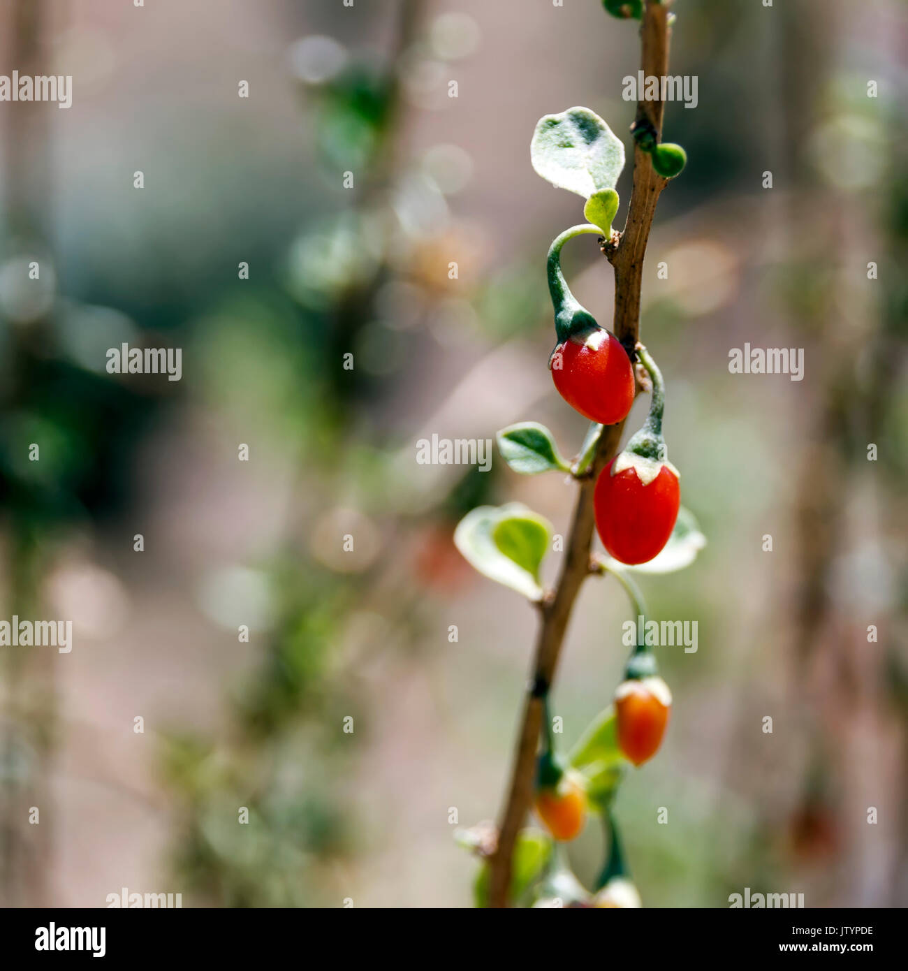 Little red berries on a stem with leaves Stock Photo - Alamy