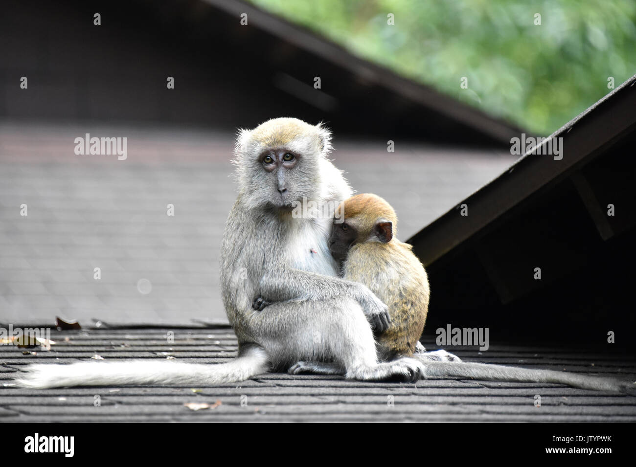 Monkey laboratory hi-res stock photography and images - Alamy