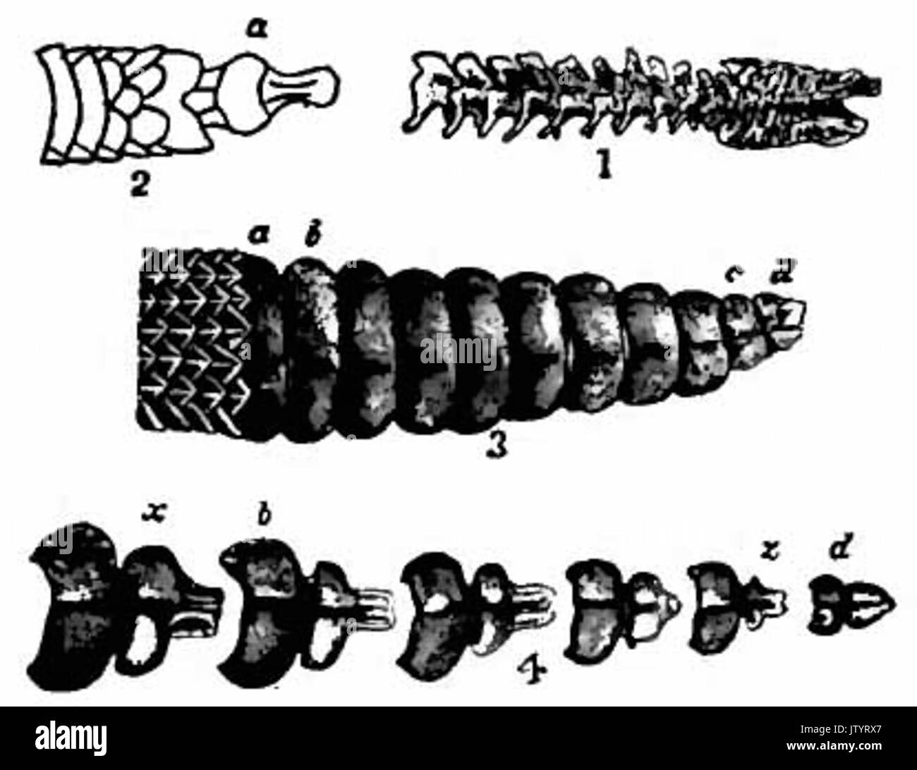 Drawing of the rattle 1911 Stock Photo - Alamy