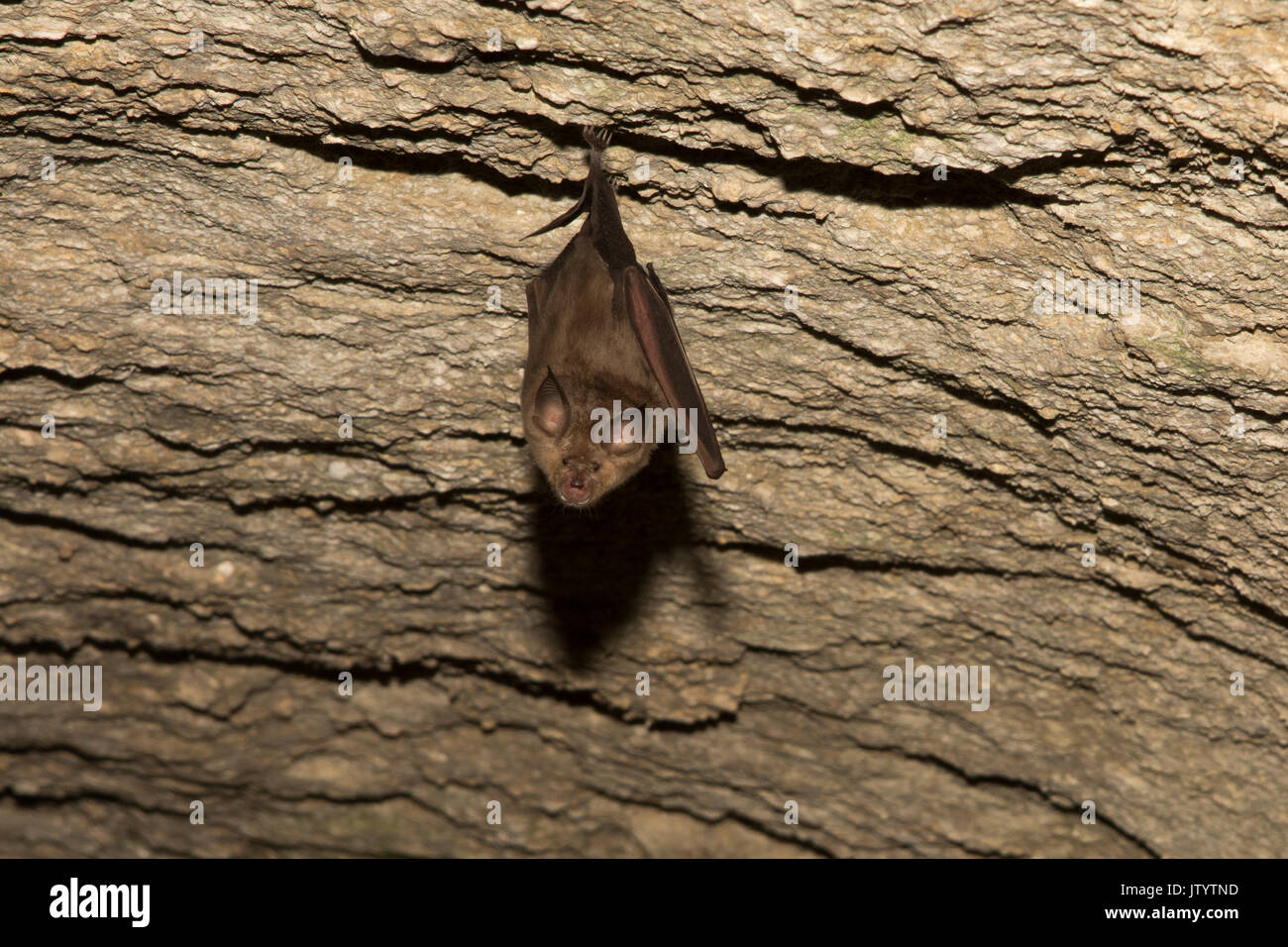 Lesser Horseshoe Bat spending its day in a calcareous sintered Roman ...